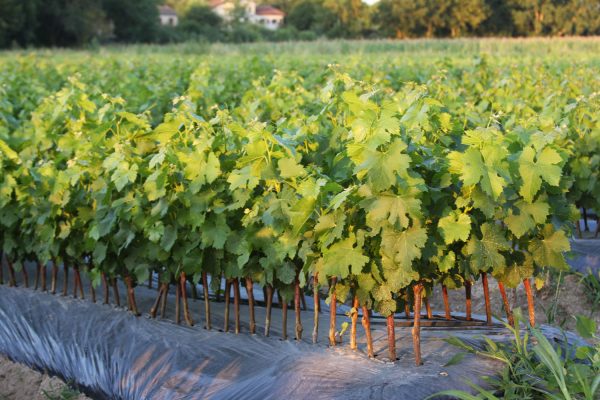 Plantation de vigne en préparation - Les Ateliers au Chateau - Vins ...