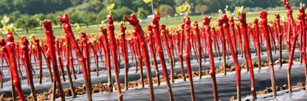Plantation de vigne en préparation - Les Ateliers au Chateau - Vins ...